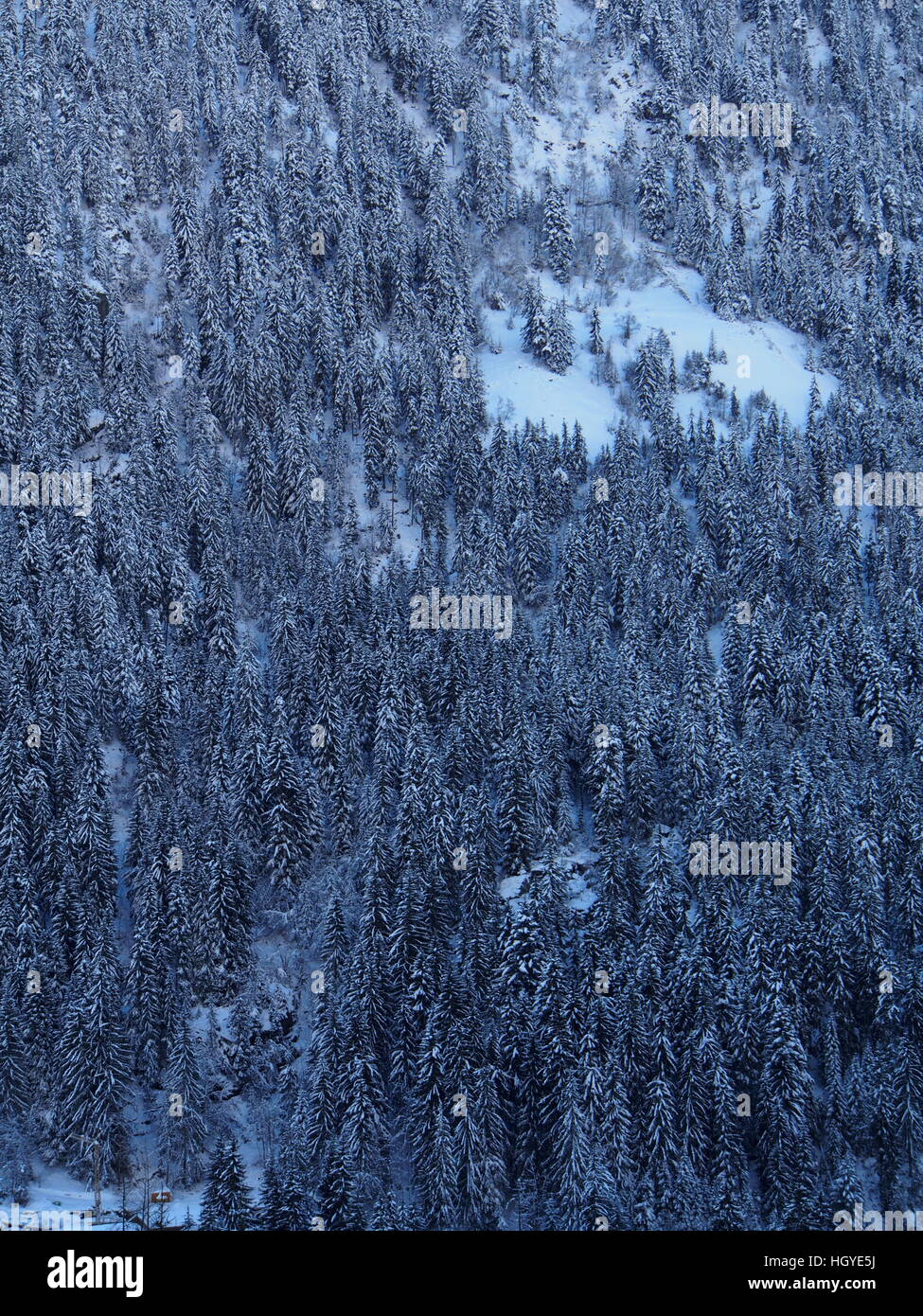 Alpine trees covered in snow late in the day Stock Photo - Alamy