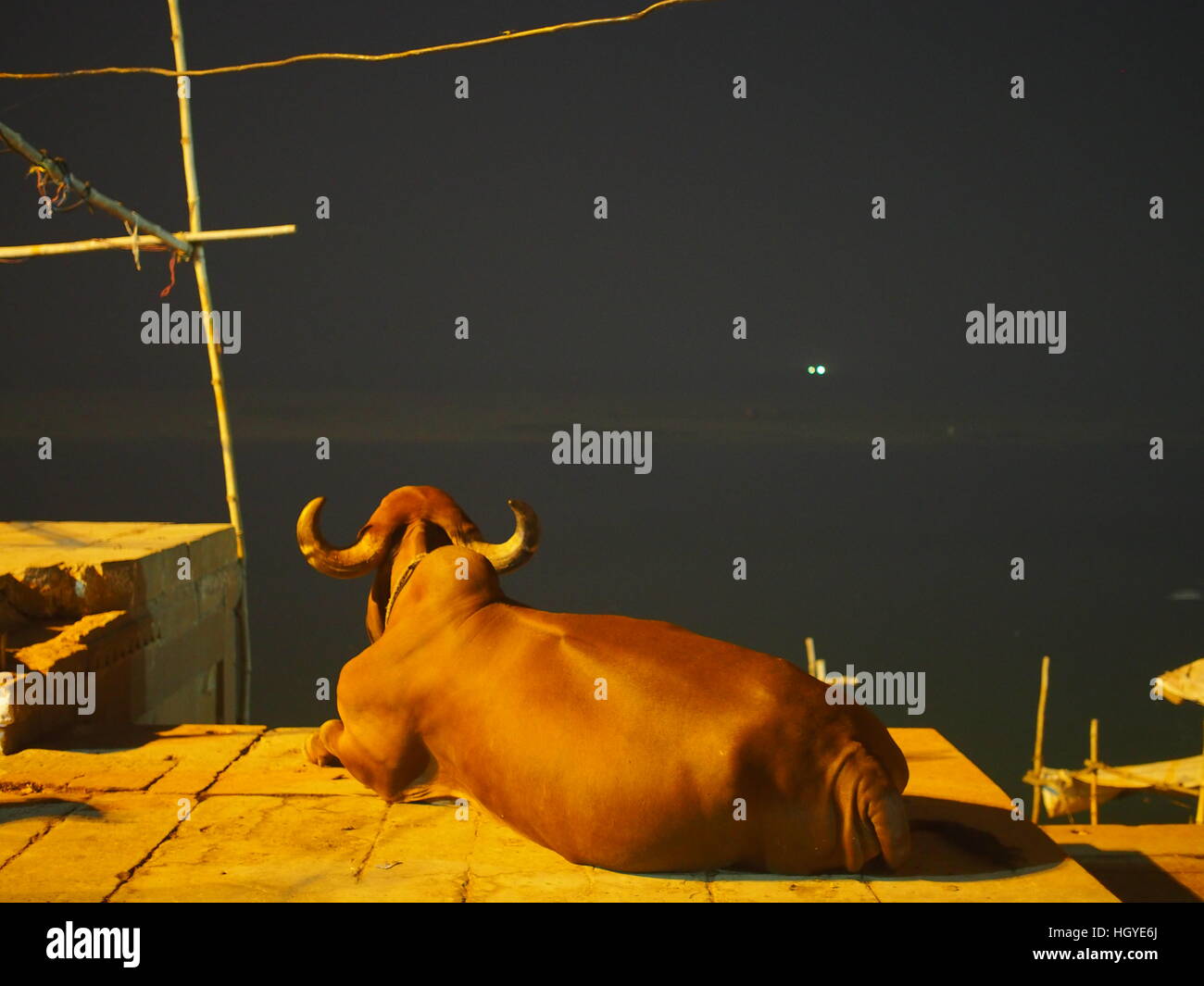 Cow sitting down hi-res stock photography and images - Alamy