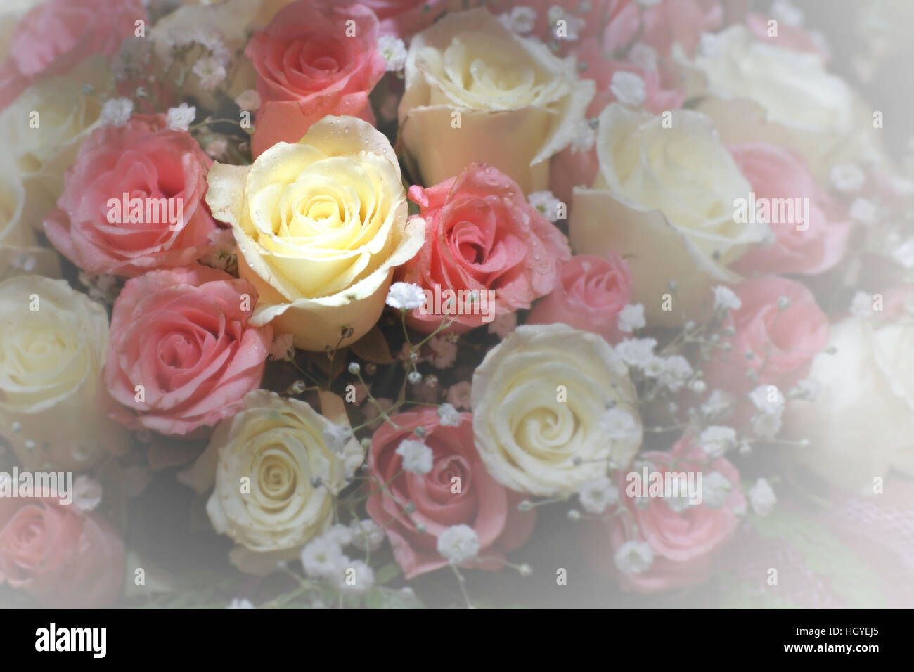 love flower, pink and white rose for valentine day Stock Photo - Alamy