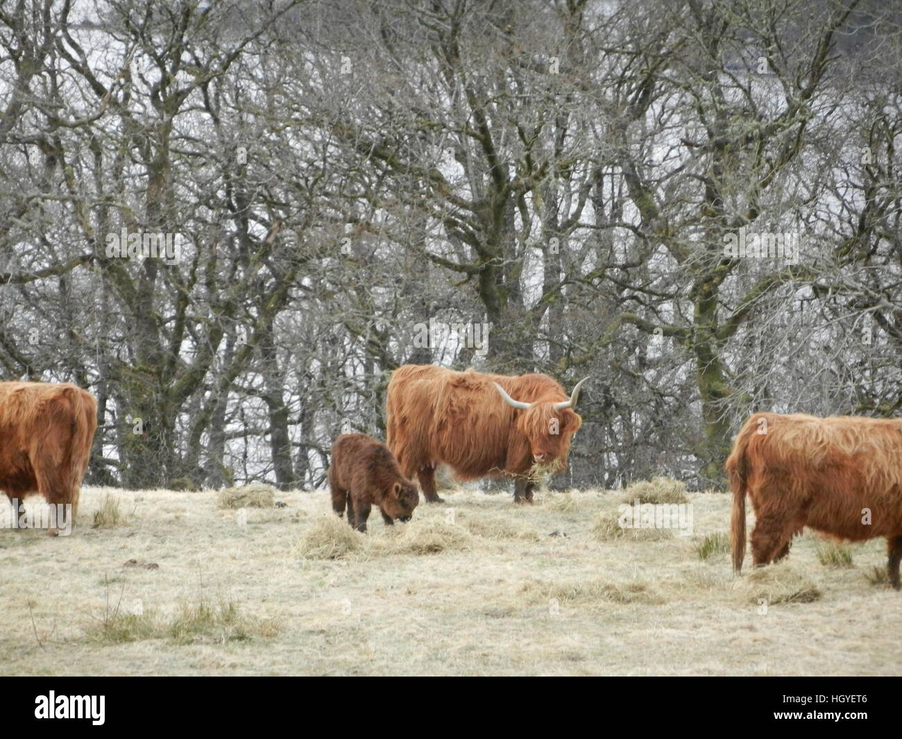 Highland cows in scotland Stock Photo - Alamy
