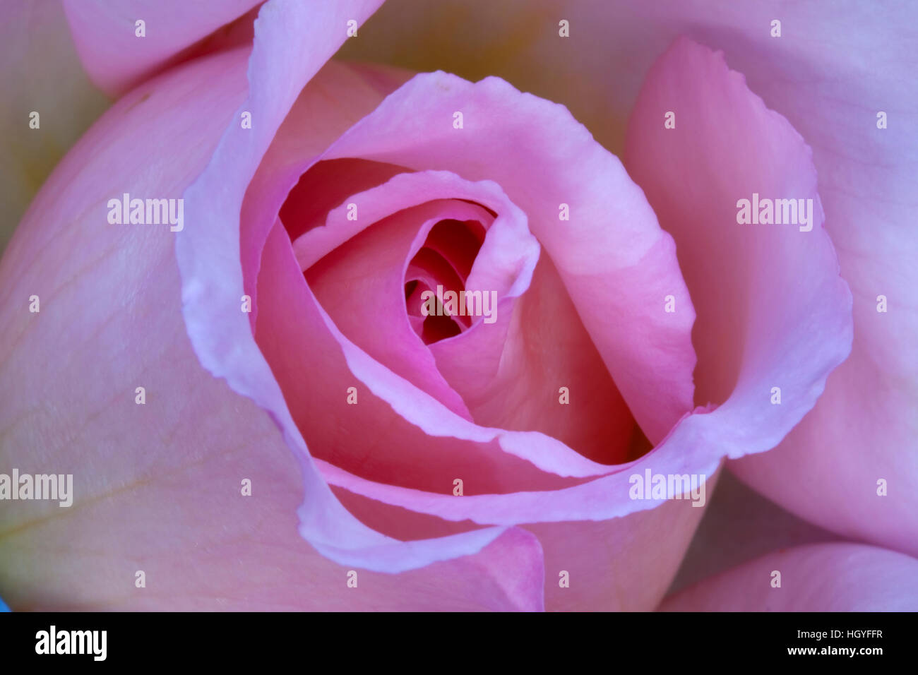 Rosa 'Compassion' - pale pink rose Stock Photo - Alamy