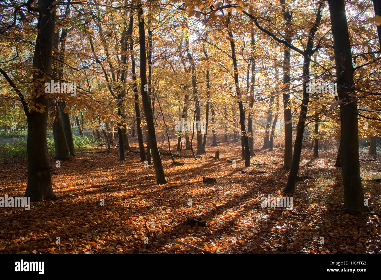 Autumn trees in Tunstall Forest, Suffolk, England Stock Photo - Alamy