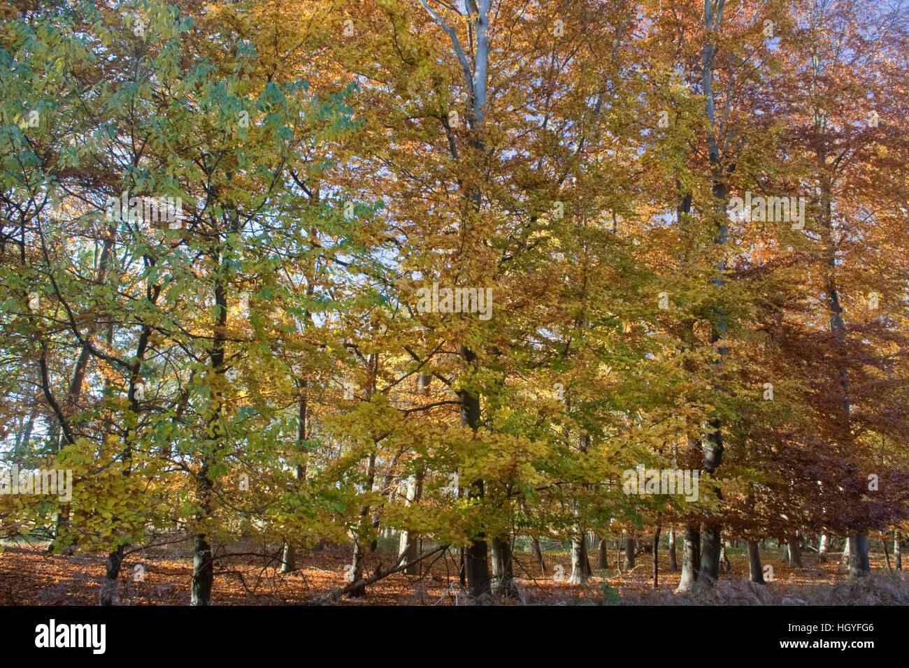 Autumn trees in Tunstall Forest, Suffolk, England Stock Photo - Alamy