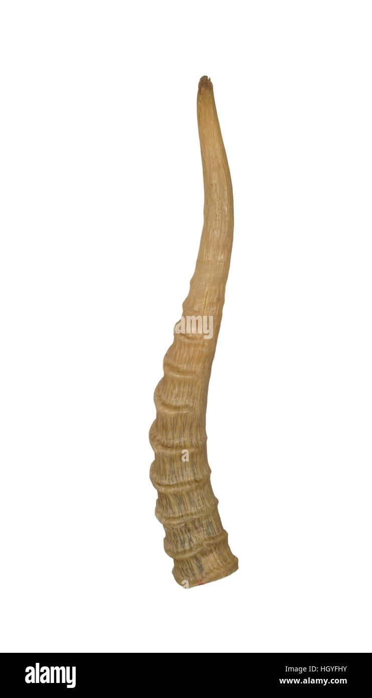 wild animal horn isolated on white background Stock Photo - Alamy