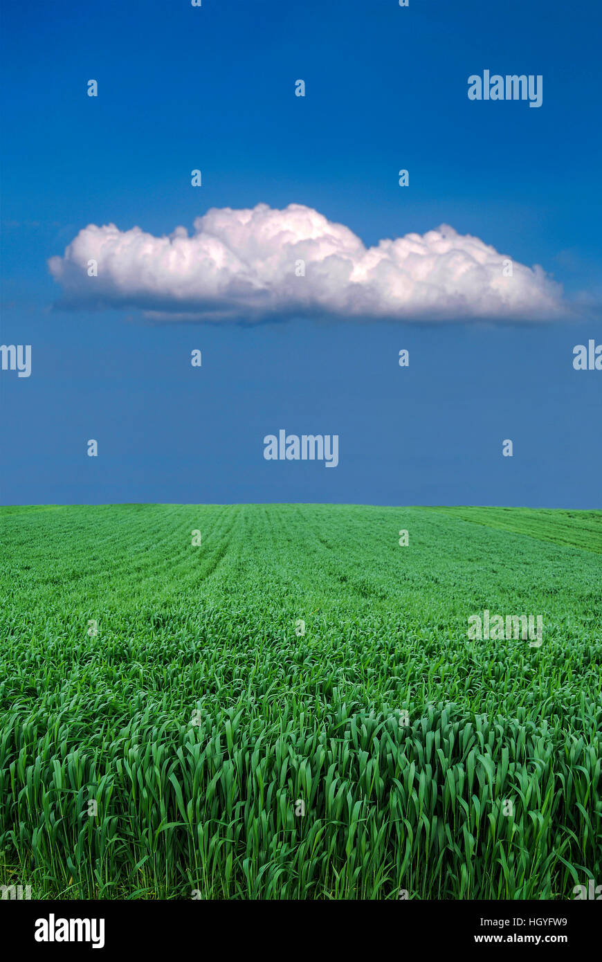 Wheat field in April Stock Photo - Alamy