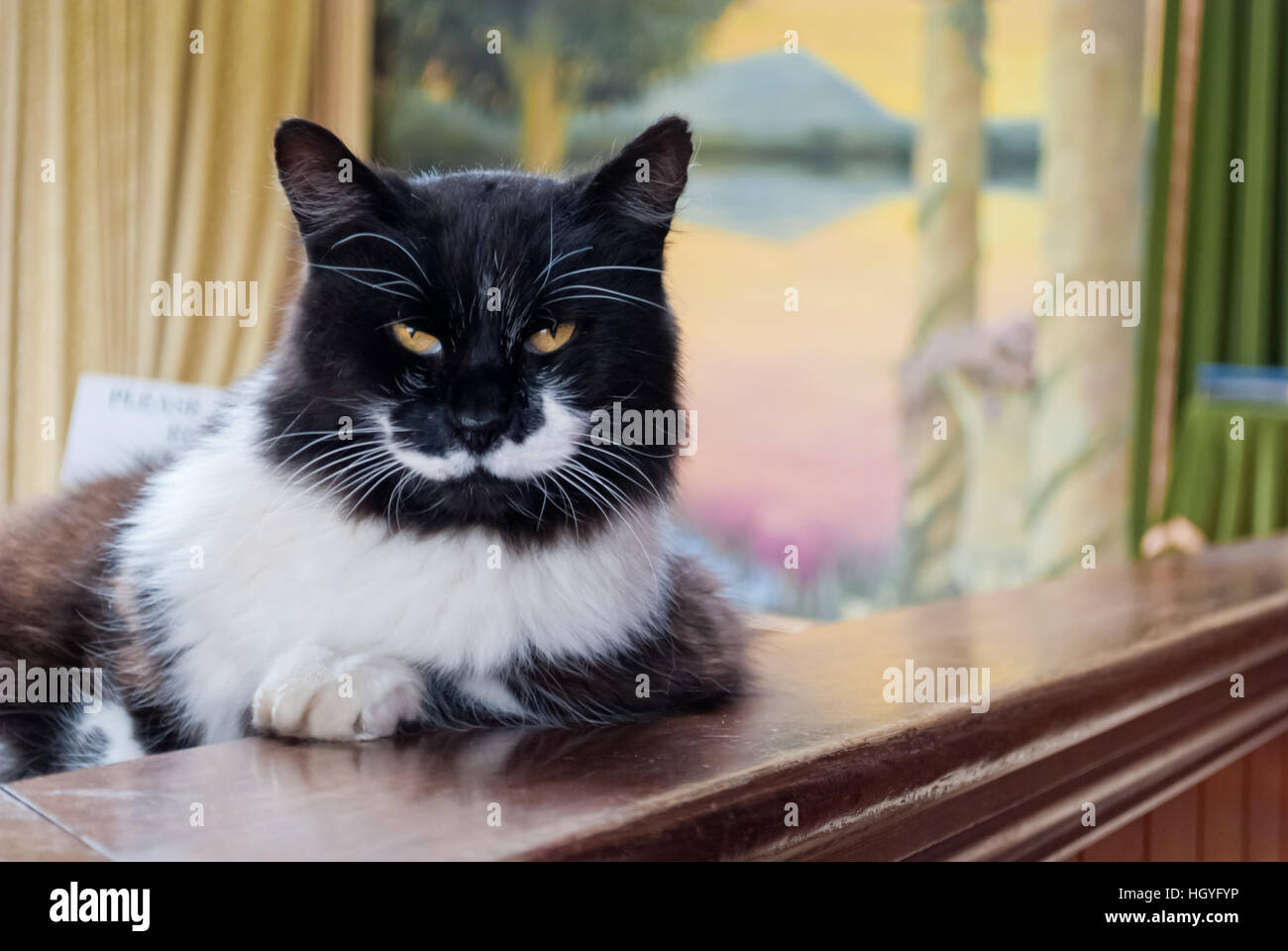 Serious cat hi-res stock photography and images - Alamy