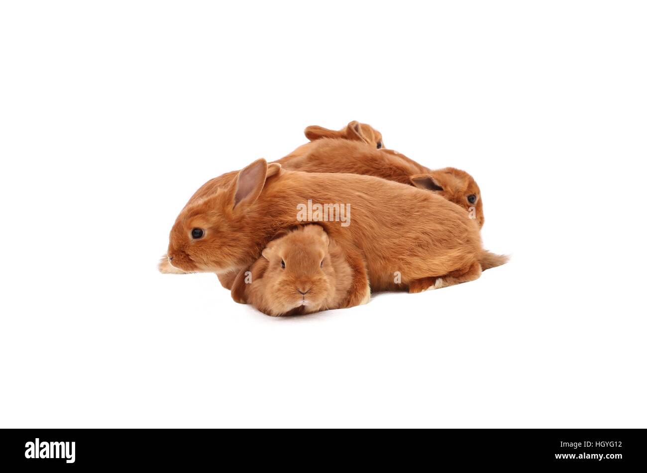 Baby rabbits hi-res stock photography and images - Alamy