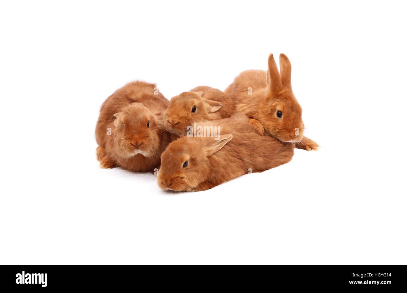 Baby rabbits hi-res stock photography and images - Alamy