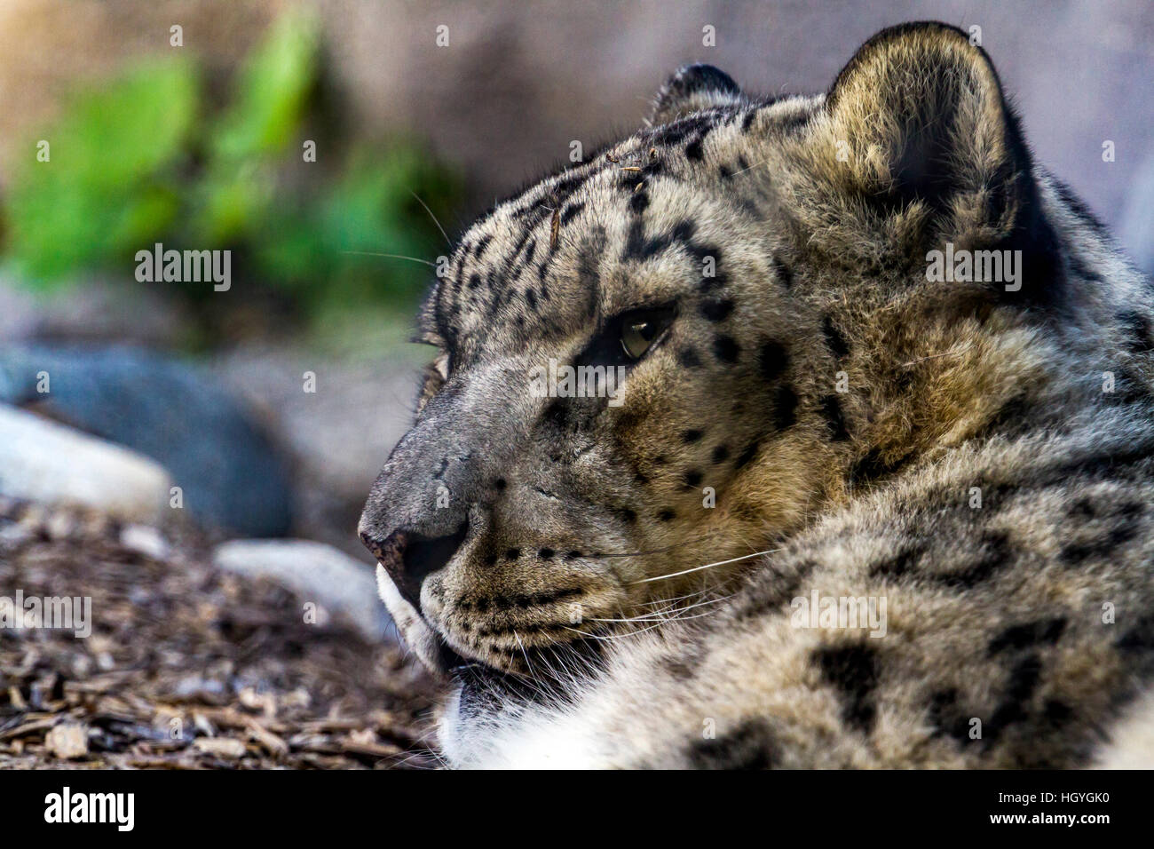 A Leopard laying in the shade at the Zoo Stock Photo - Alamy