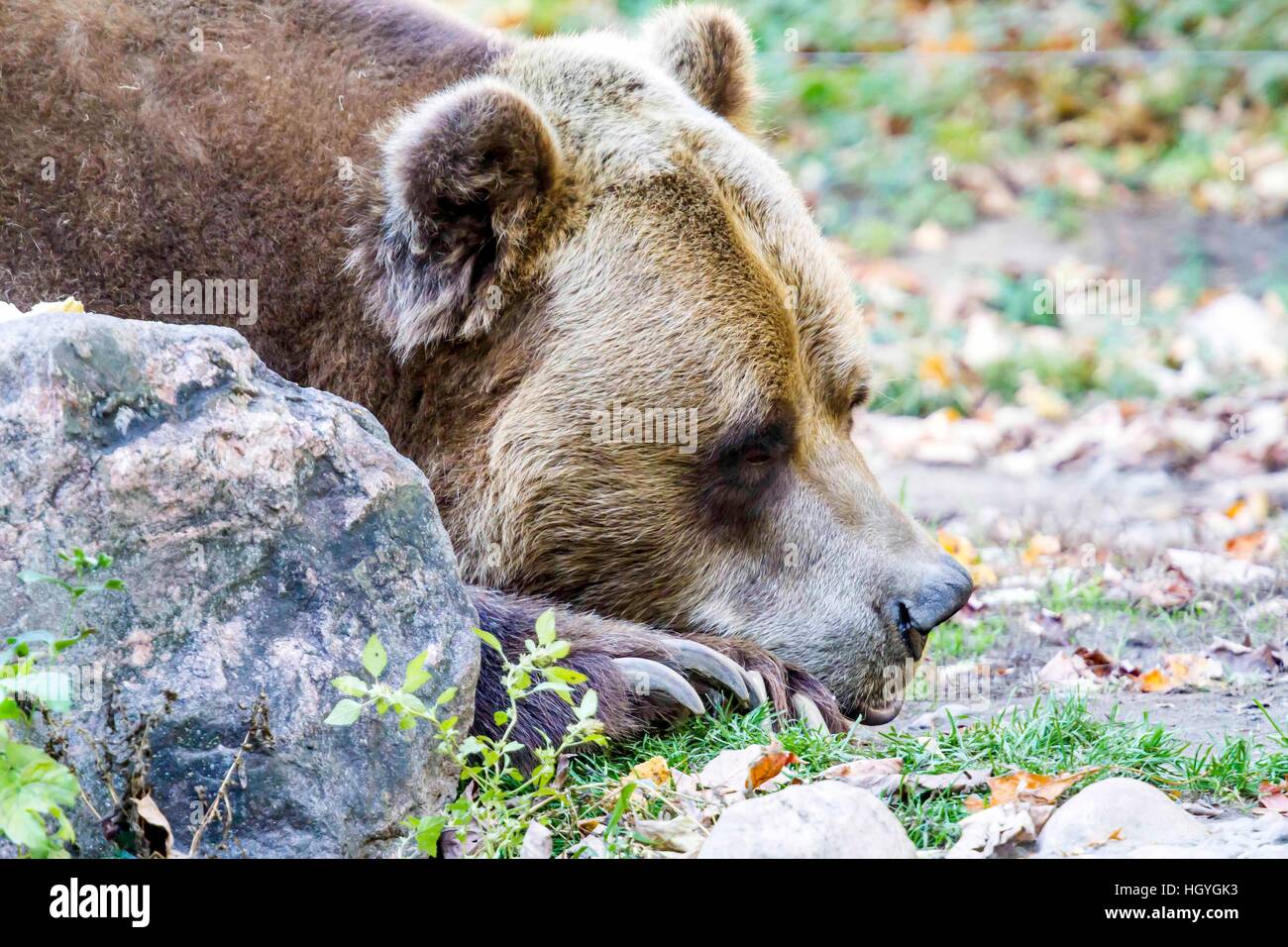 Bear laying down hi-res stock photography and images - Alamy