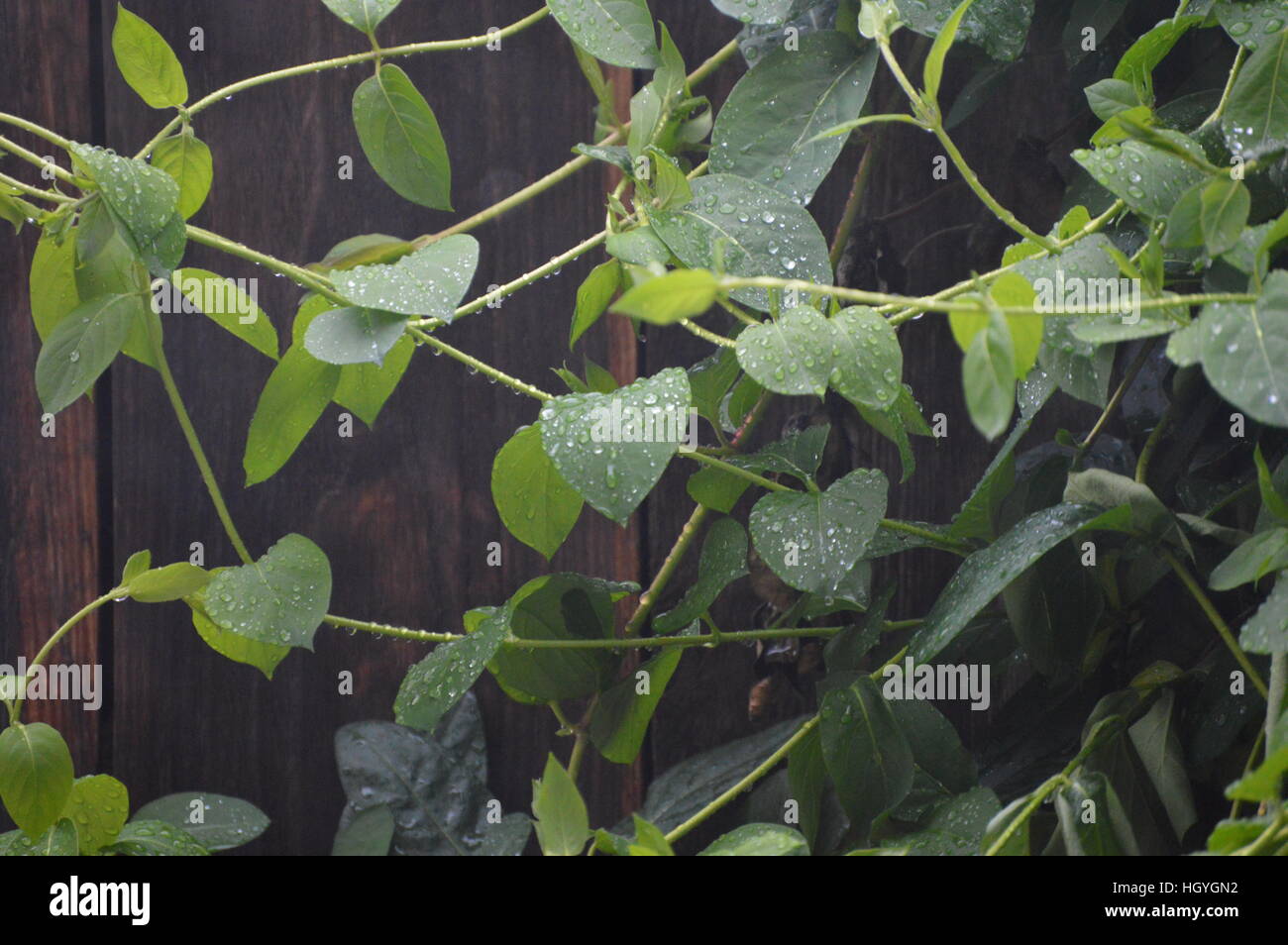 Honeysuckle vine climbing fence hi-res stock photography and images - Alamy