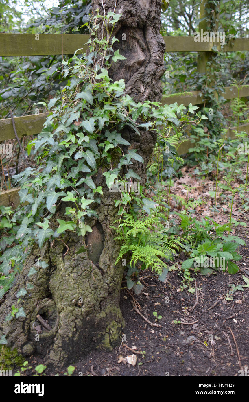 Greenery biology hi-res stock photography and images - Alamy
