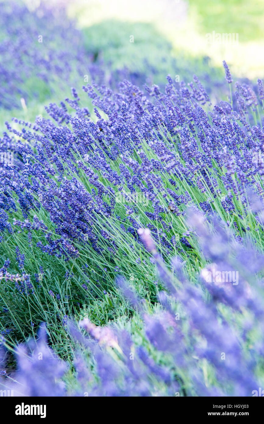 beautiful bushes of lavender field Stock Photo - Alamy