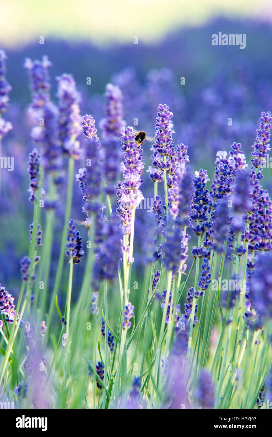 beautiful bushes of lavender field Stock Photo - Alamy