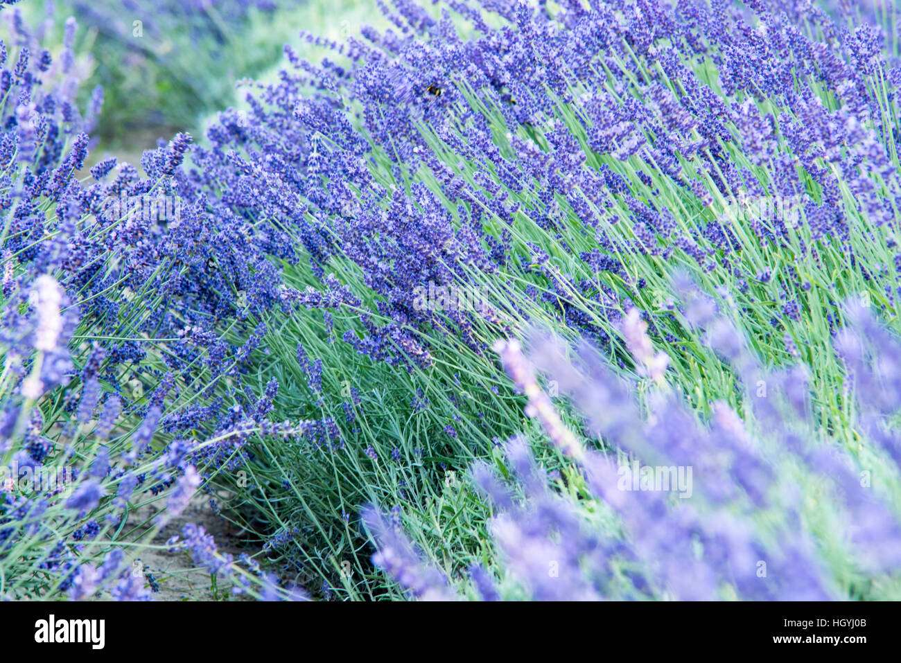 beautiful bushes of lavender field Stock Photo - Alamy