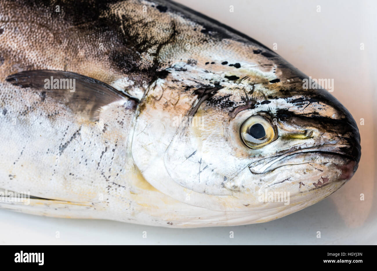 Mahi mahi fish head market hi-res stock photography and images - Alamy