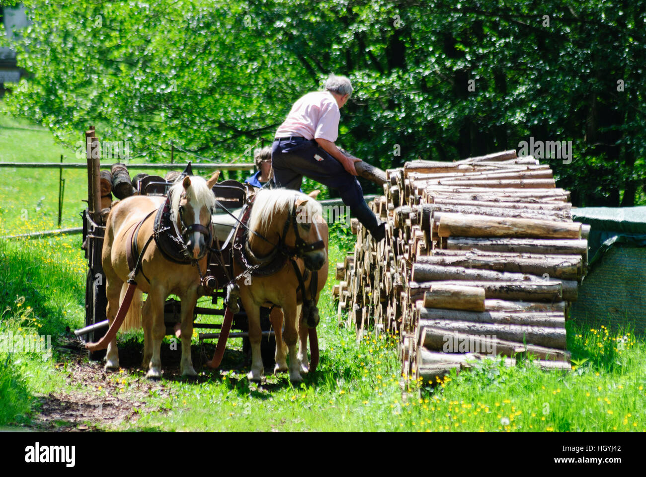 Bad Brambach: Man is loading wood on a horse-drawn carriage, Vogtland ...