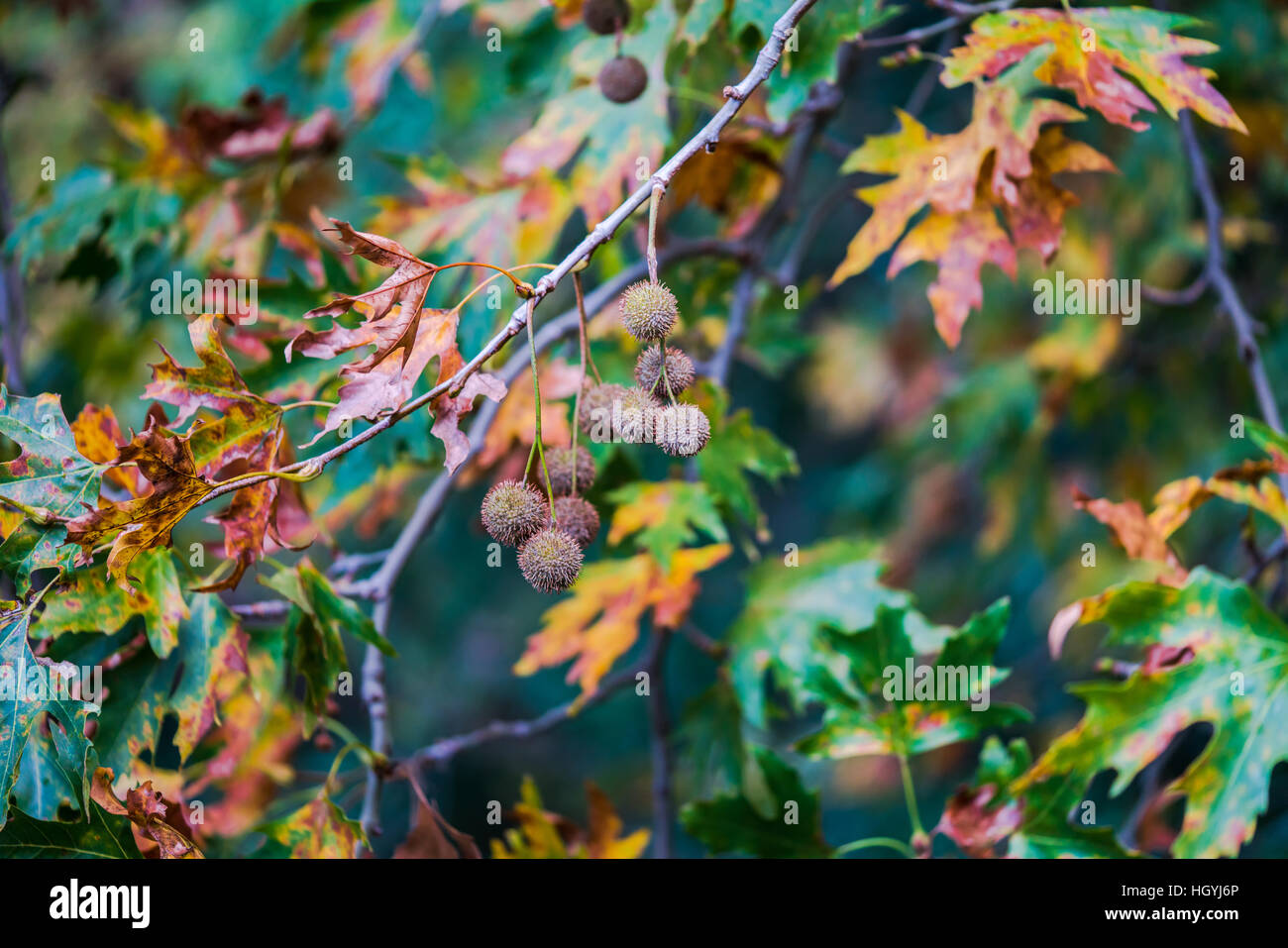 Sycamore branch hi-res stock photography and images - Alamy
