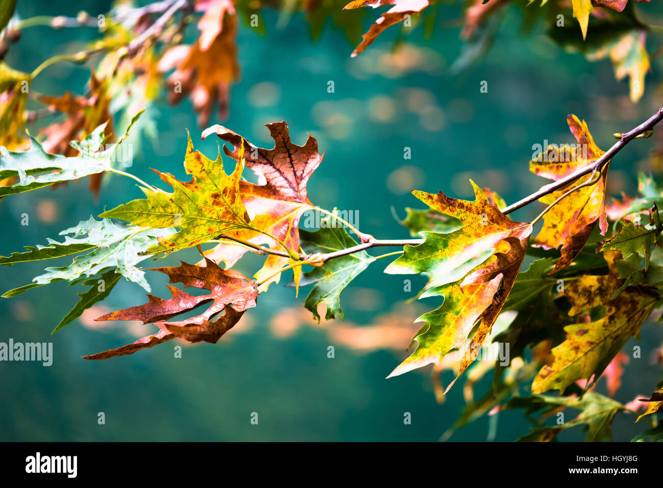 Platanus tree hi-res stock photography and images - Alamy
