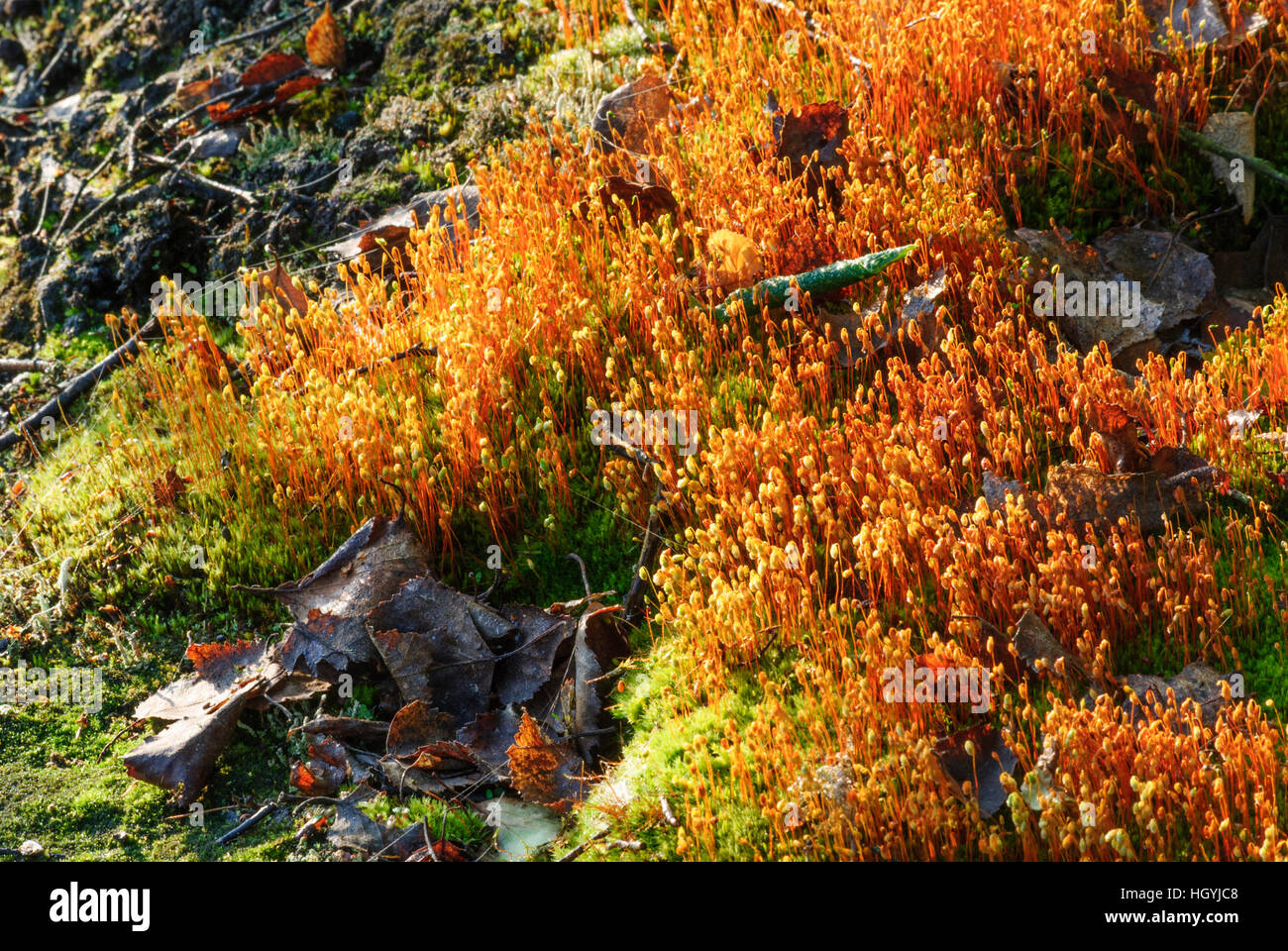 Frantiskovy Lazne (Franzensbad): Moor in the nature reserve Soos with ...