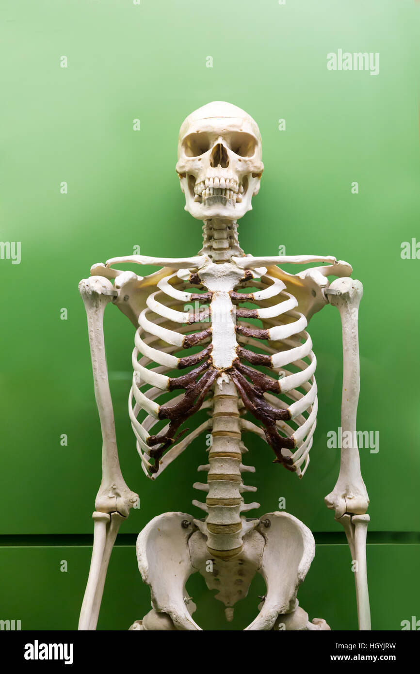 Old anatomical model of human spine hi-res stock photography and images ...