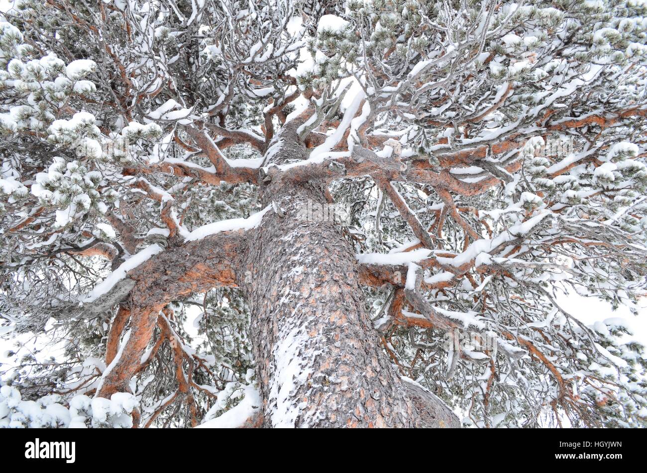 Arctic tree hi-res stock photography and images - Alamy