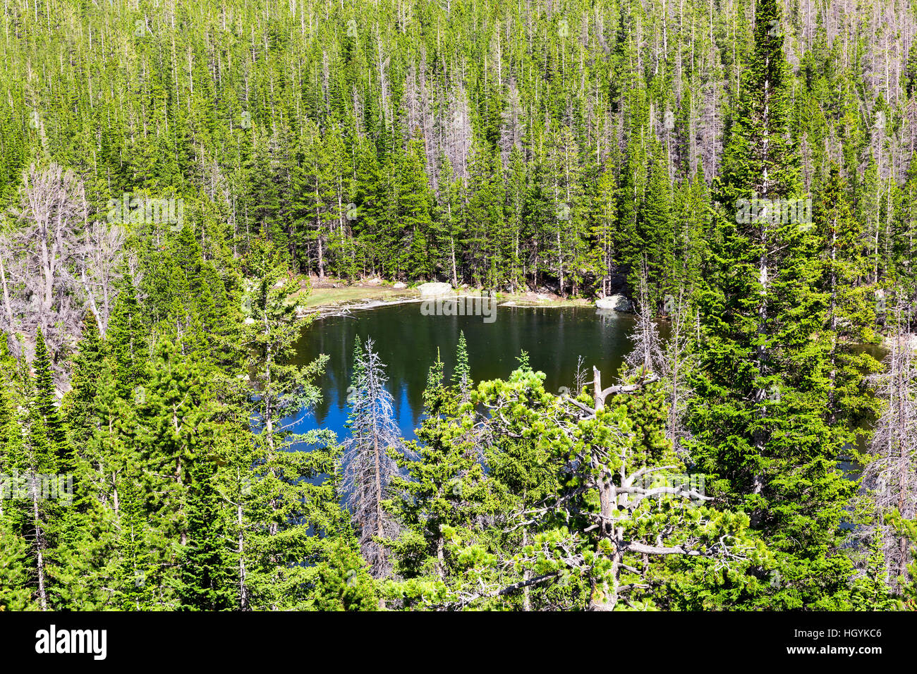 Surrounded by evergreen hi-res stock photography and images - Alamy