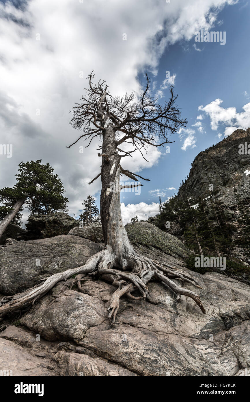 Dry tree on stone hill Stock Photo - Alamy