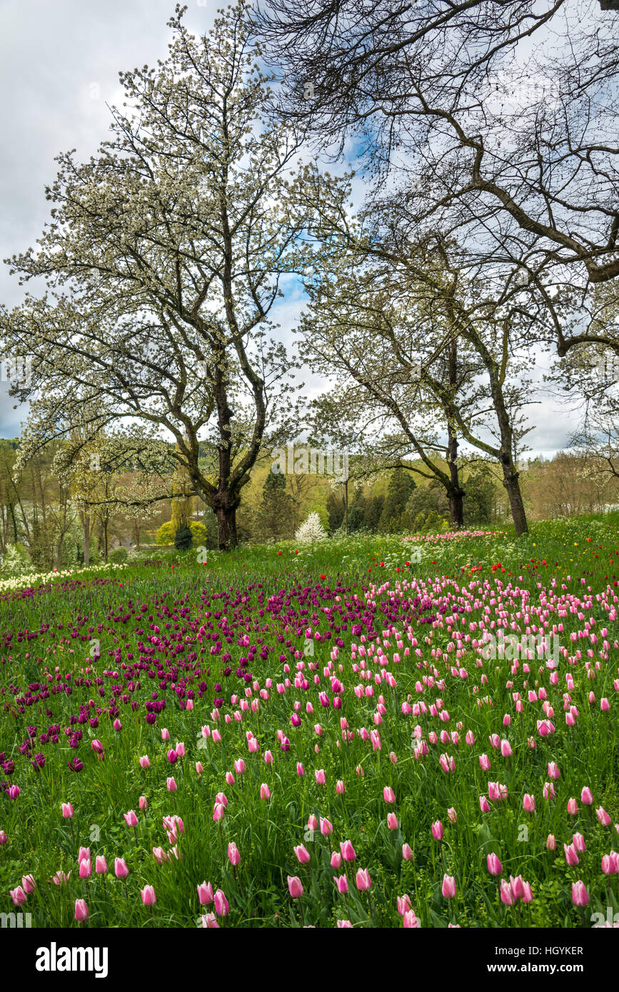 Meadow pink flowers hi-res stock photography and images - Alamy