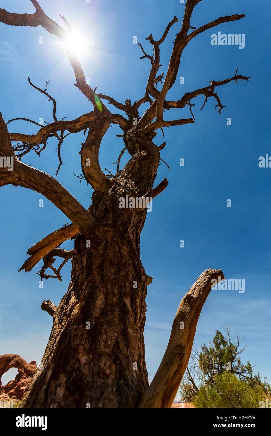 Moss bottom tree hi-res stock photography and images - Alamy