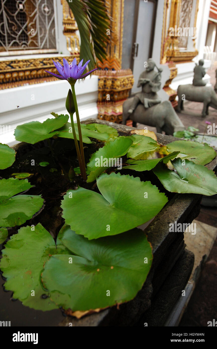 Water lilly, Wat Pho temple, Bangkok, Thailand Stock Photo - Alamy