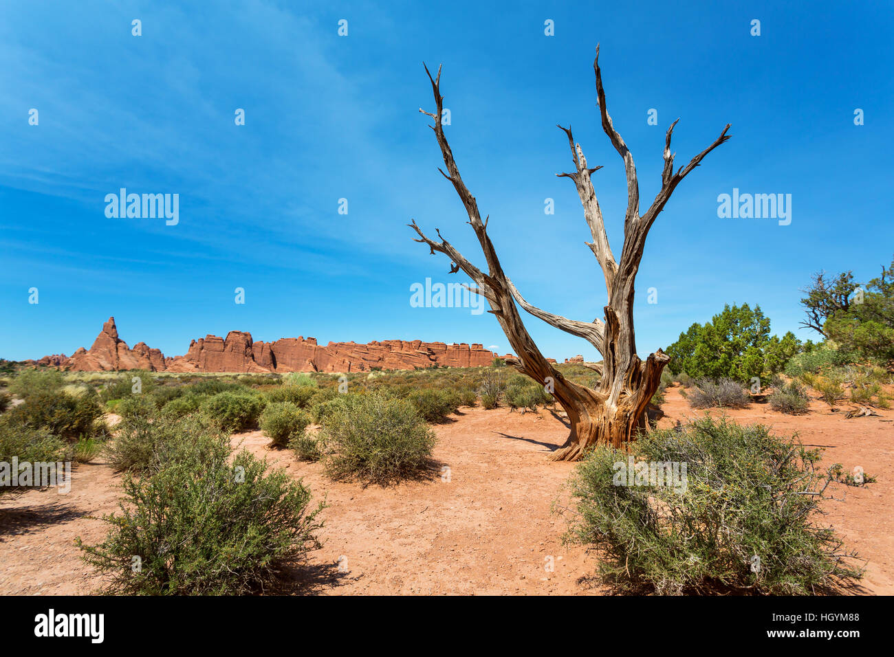 Dry tree in valley hi-res stock photography and images - Alamy