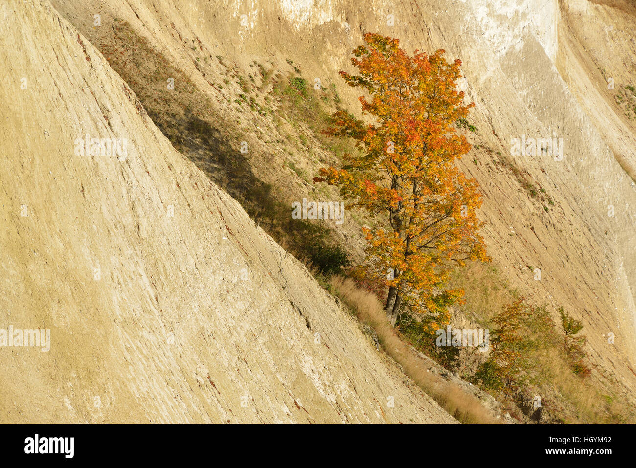 Tree growing rock cliff hi-res stock photography and images - Alamy