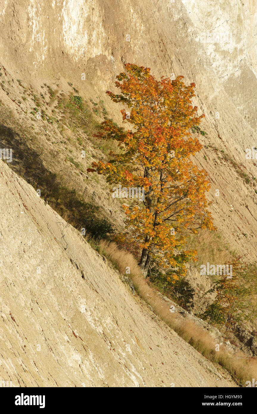 Tree growing rock cliff hi-res stock photography and images - Alamy