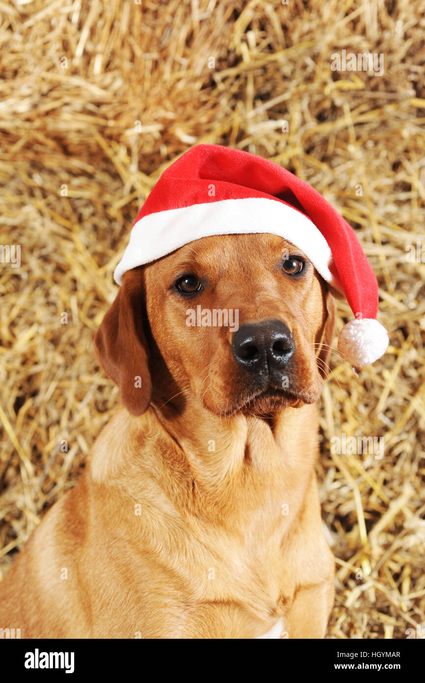 Labrador Retriever, dog, yellow, with Santa hat Stock Photo - Alamy