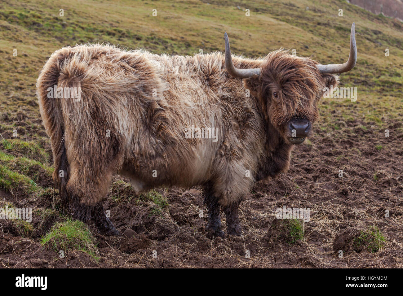 Highland cattle on skye hi-res stock photography and images - Alamy