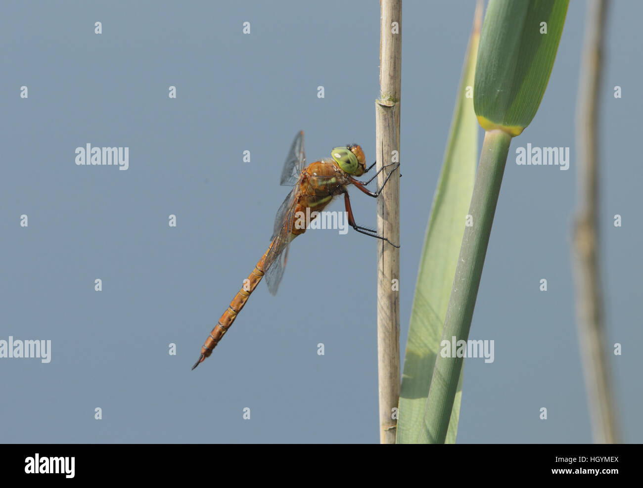 Green-eyed or Norfolk Hawker (Aeshna isoceles): dragonfly on Phragmites ...