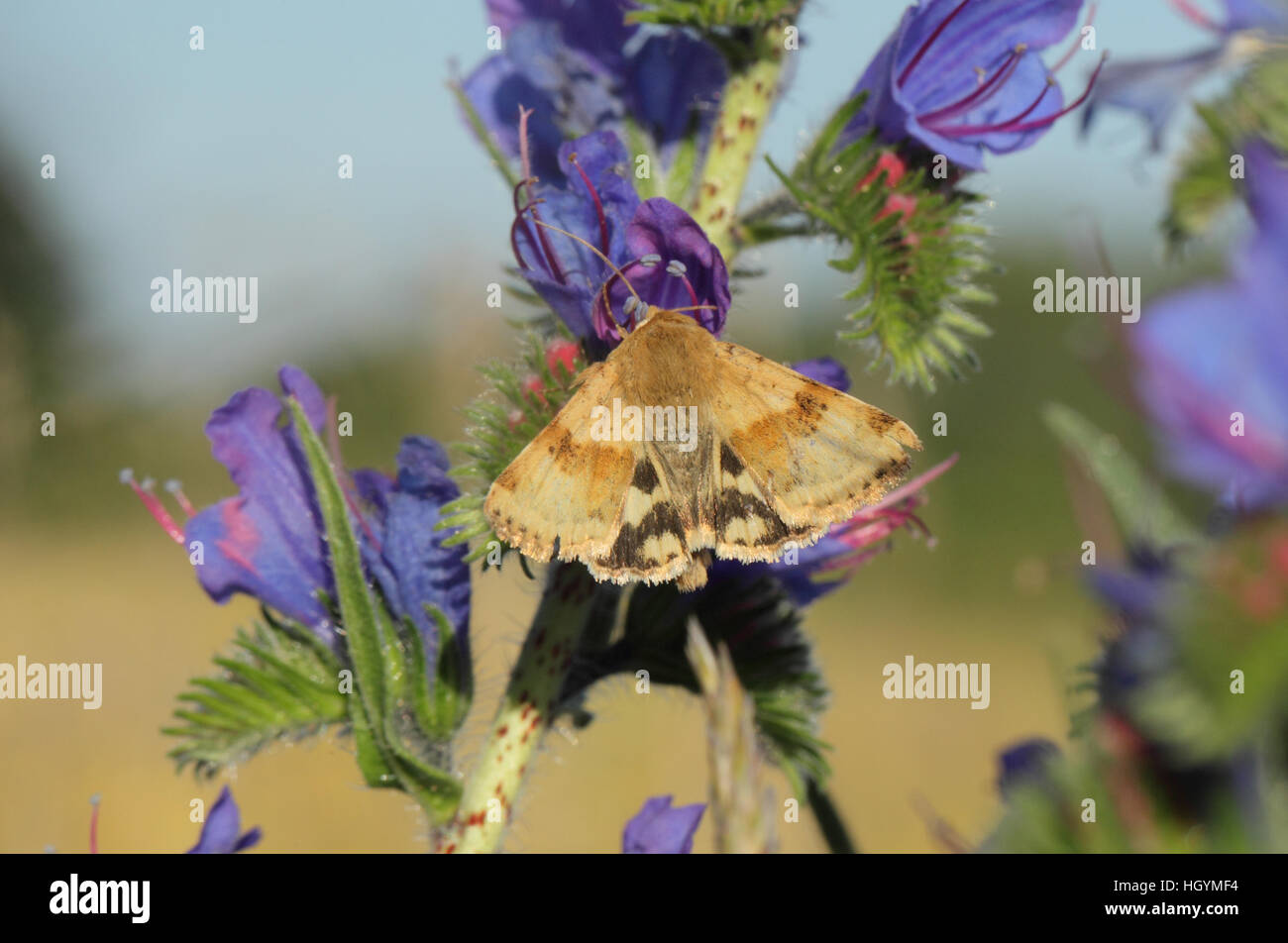 Marbled Clover (Heliothis viriplaca), a rare moth, on Viper's-Bugloss ...