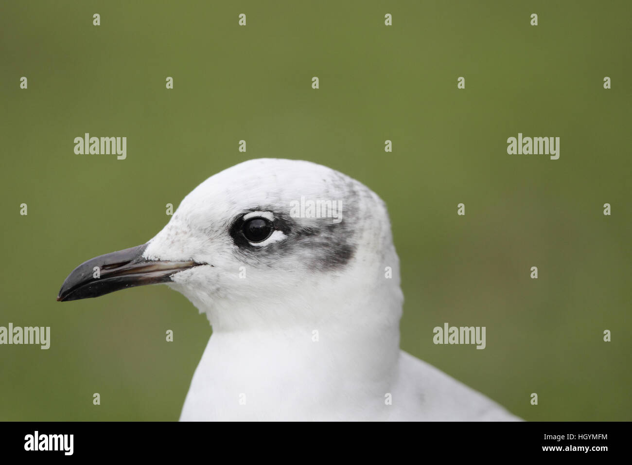 Mediterranean Gull (Larus melanocephalus), close-up of the head of a ...