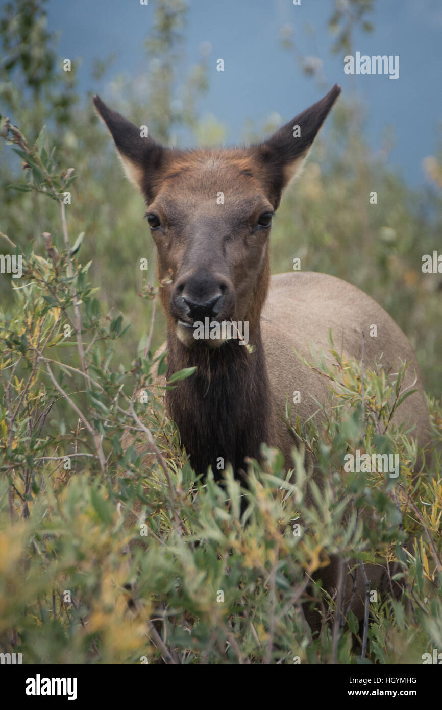 Cow female elk hi-res stock photography and images - Alamy