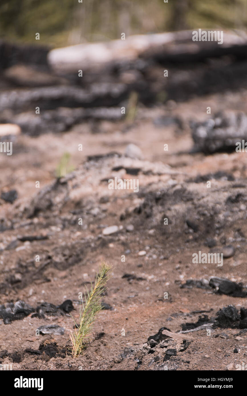 Pine seedlings planted on a forest cut block Stock Photo - Alamy