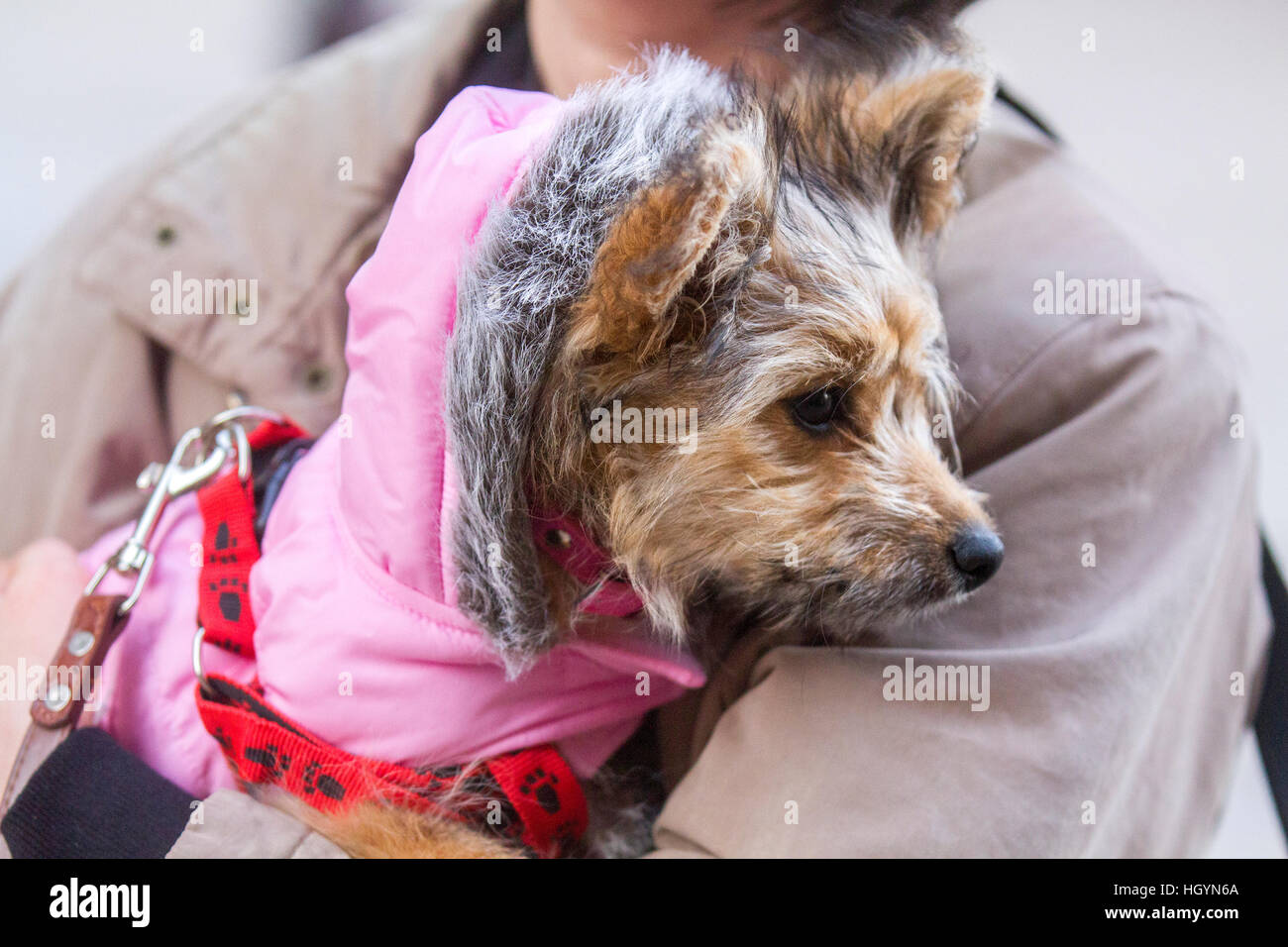 'Animals in clothes; Tinkerbell' a really cold cute pampered Merle Fox ...