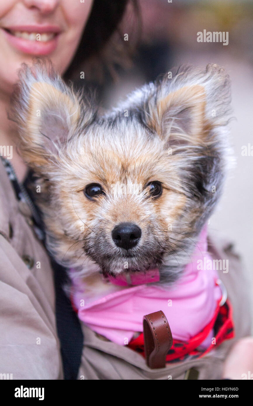 Animals in clothes; 'Tinkerbell' a really cold cute pampered Merle Fox ...