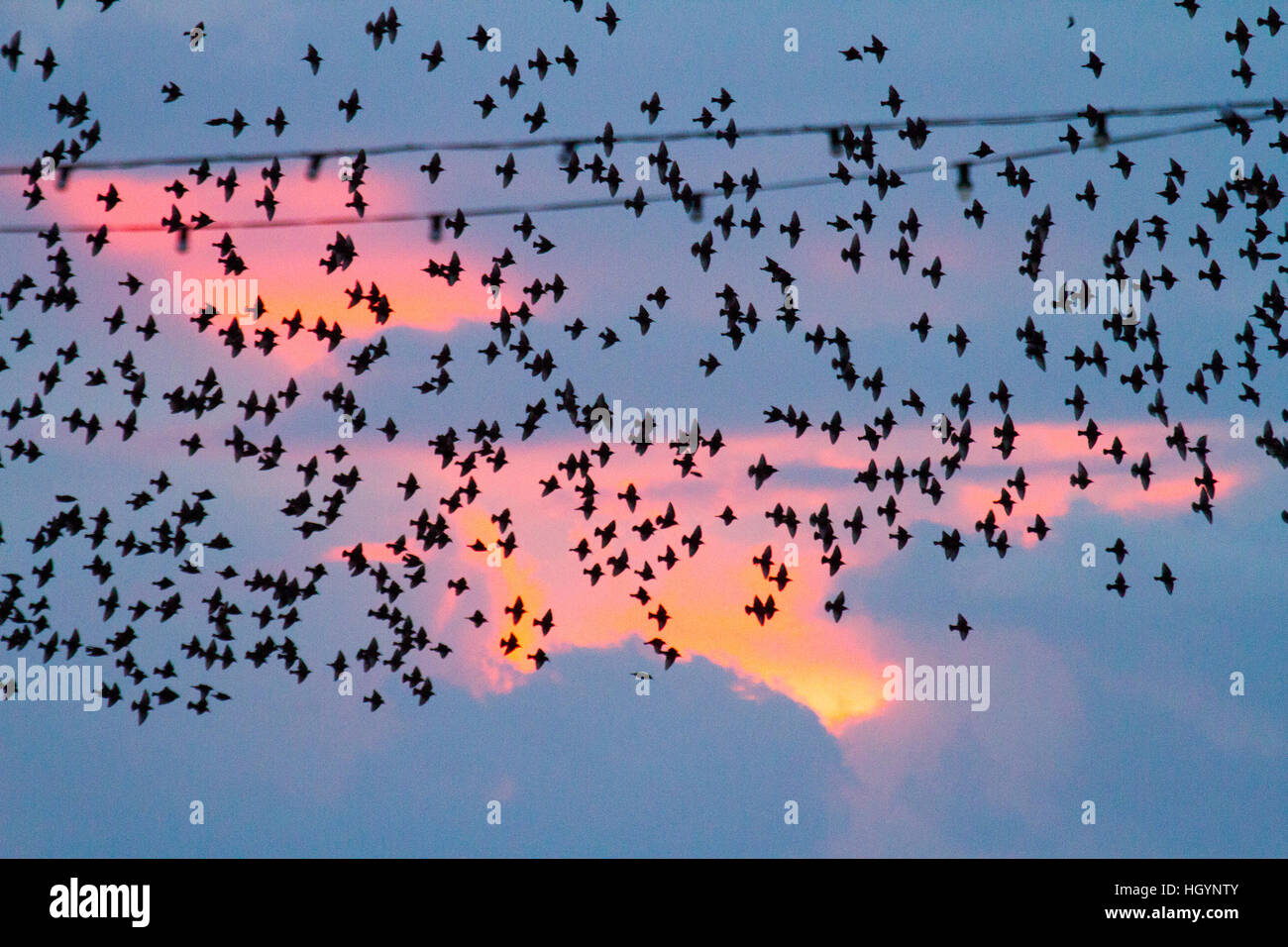 flock fly animal starling flight swarm bird dusk murmuration blackpool ...