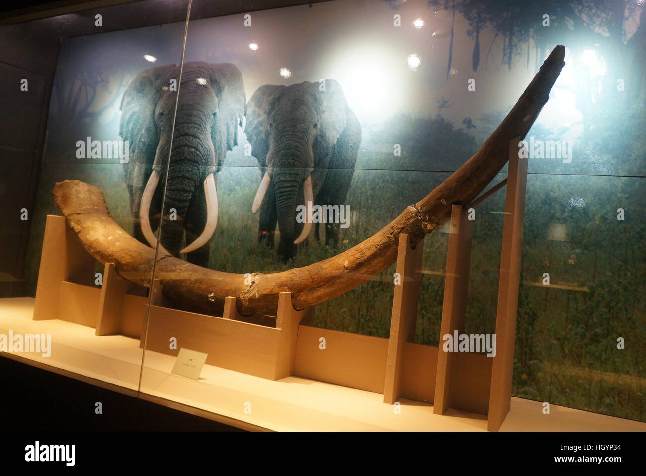 January 13, 2017 - Huaibei, China - A giant ivory fossil is on display ...