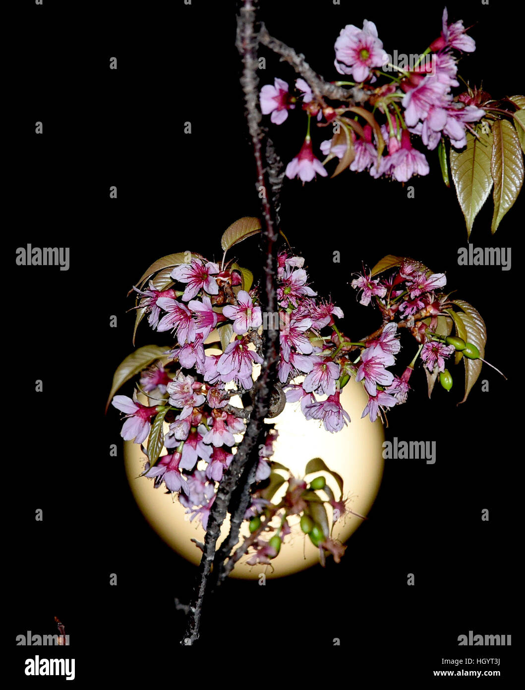Moon and cherry blossoms hi-res stock photography and images - Alamy