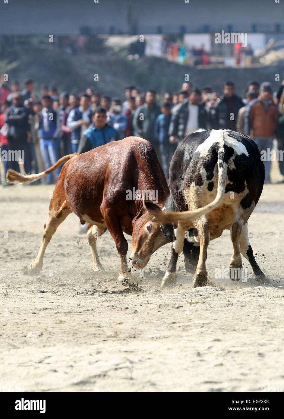 Rasuwa, Nepal. 14th Jan, 2017. Local villagers watch bull fight on the ...