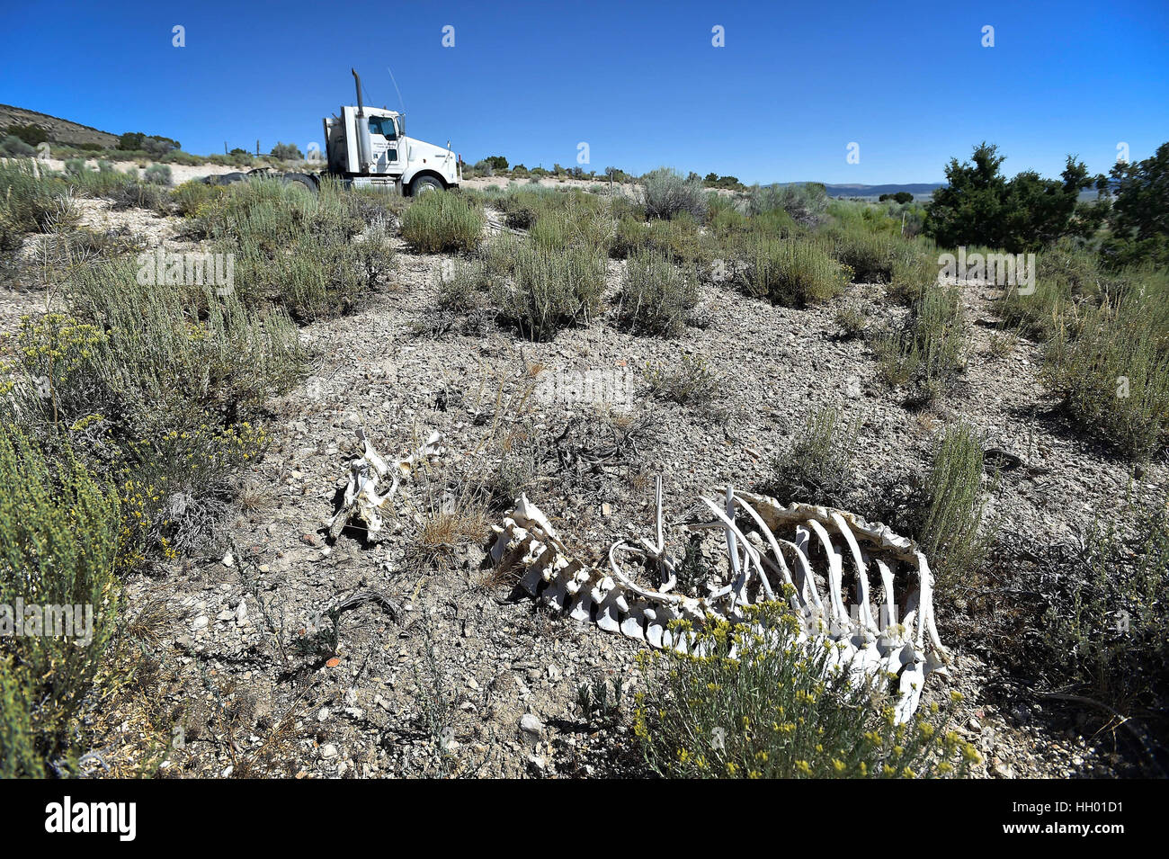 White Pine County, Nevada, USA. 12th July, 2016. The skeleton remains ...