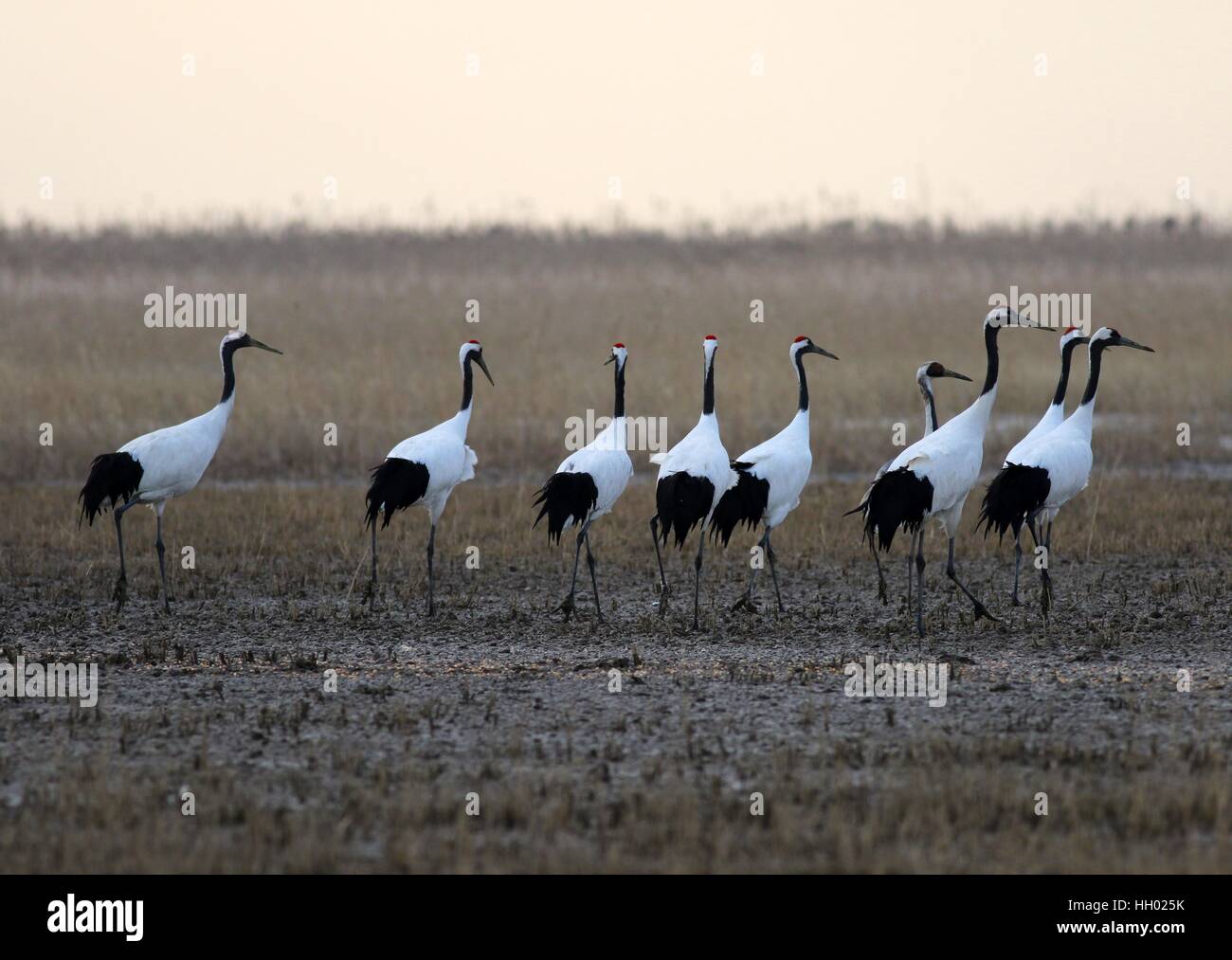 China jiangsu nature reserve hi-res stock photography and images - Alamy