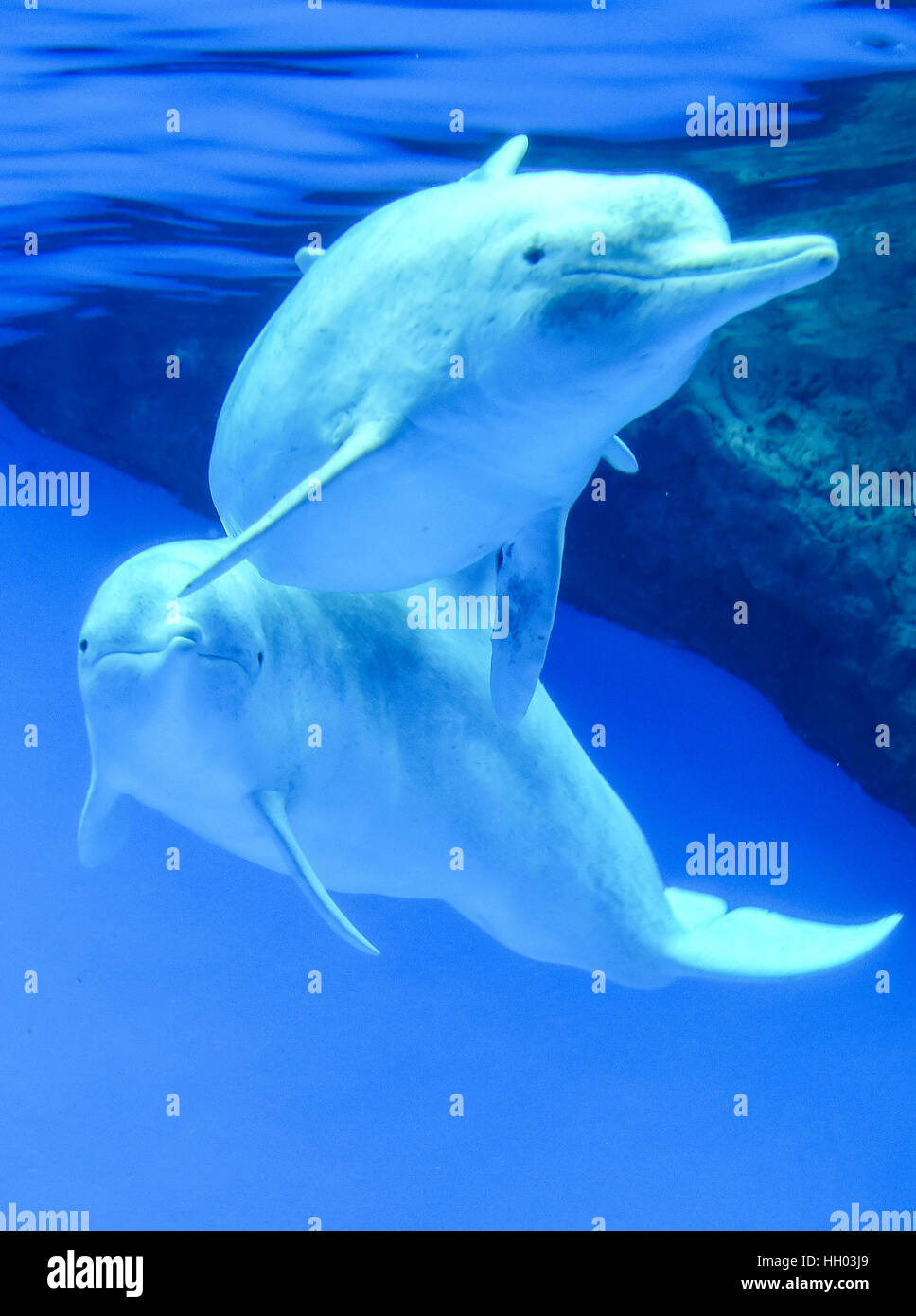 Chinese white dolphin hi-res stock photography and images - Alamy